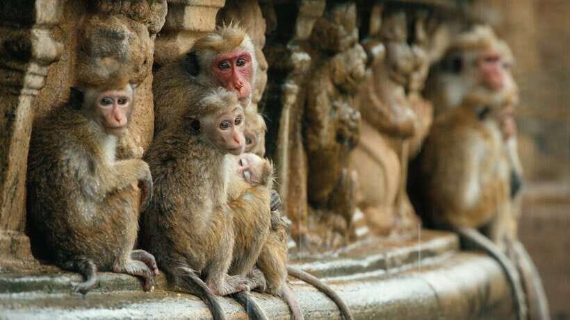 Sri Lanka Heritage Sites: 6-Day Private Guided Tour - Who Will Love This Tour?