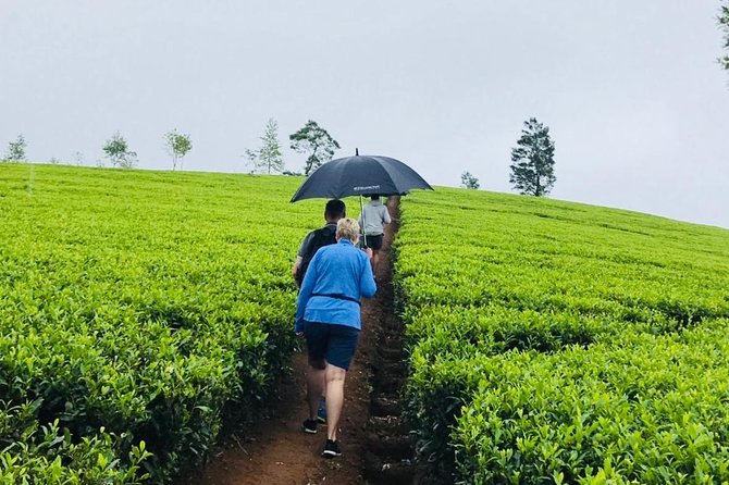 Sri Lanka highlights in 6 days - Day 5: Mountain Views, Colonial Bridges, and Yala Safari