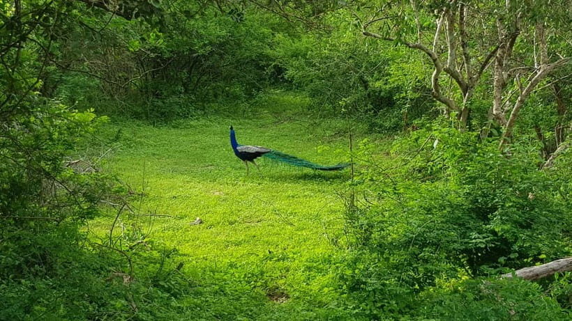 Sri Lanka Nature, culture, history and wildlife in 4 days - Practical Tips for Travelers