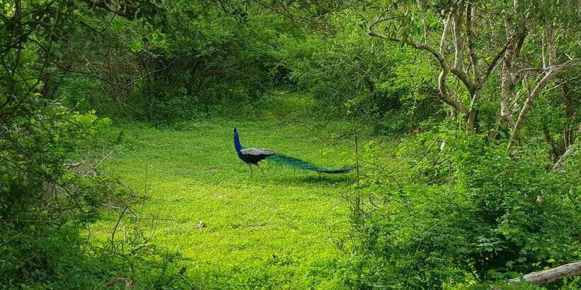 Sri Lanka Nature, culture, history and wildlife in 4 days - Who Should Consider This Tour?