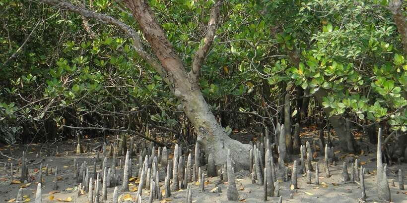 Sri Lanka Private Galle Tour: stilt fisherman, Galle Fort... - What Travelers Are Saying