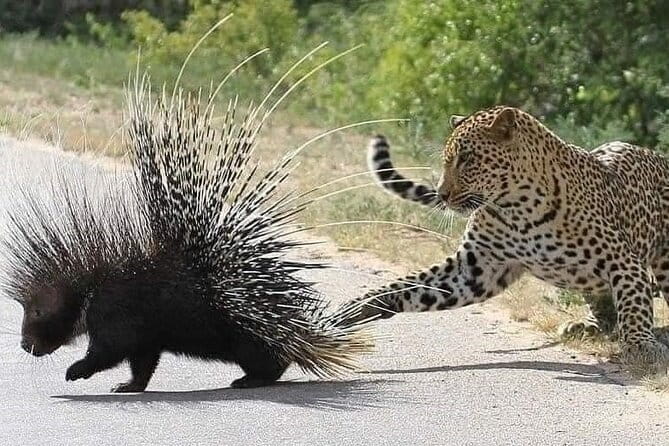 Sri Lanka Private Tour Guide, Driver with Car - Key Points