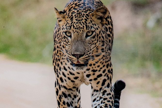 Sri Lanka private tour package 9 night 10 Day with driver+vehicle+accommodations - What Sets This Tour Apart