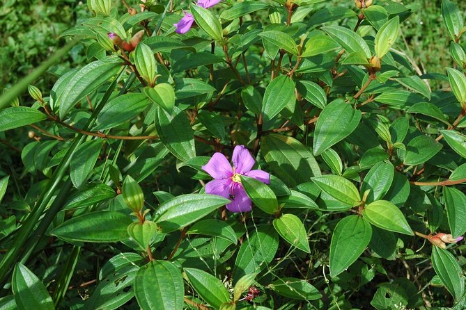 Sri Lanka Sinharaja Rain Forest Tour with Transport - The Experience in Detail