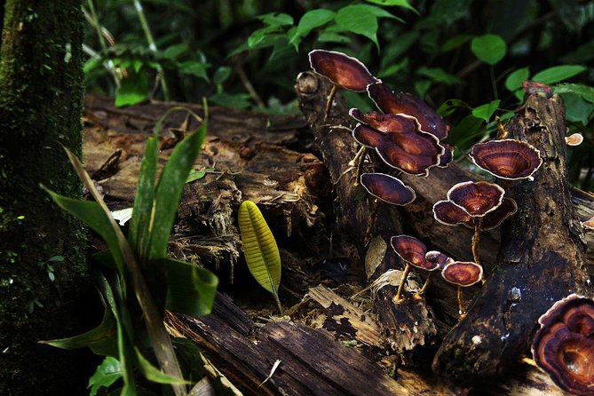 Sri Lanka Sinharaja Rain Forest Tour with Transport - FAQ