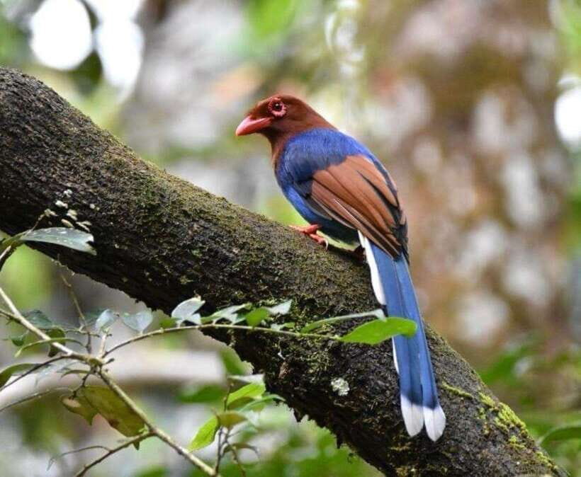 Sri Lanka : Sinharaja Rainforest Guided Trek with Pickup - Deep Dive: Why This Tour Is Worth Considering