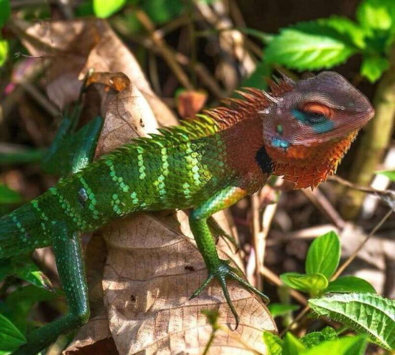 Sri Lanka : Sinharaja Rainforest Guided Trek with Pickup - Key Points