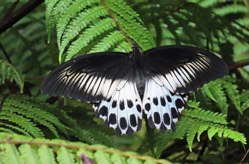 Sri Lanka : Sinharaja Rainforest Guided Trek with Pickup - The Sum Up