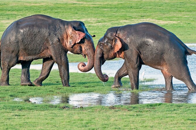 Sri Lanka tour 8 Days with a private driver, hotels, and vehicle - FAQs About the 8-Day Sri Lanka Tour