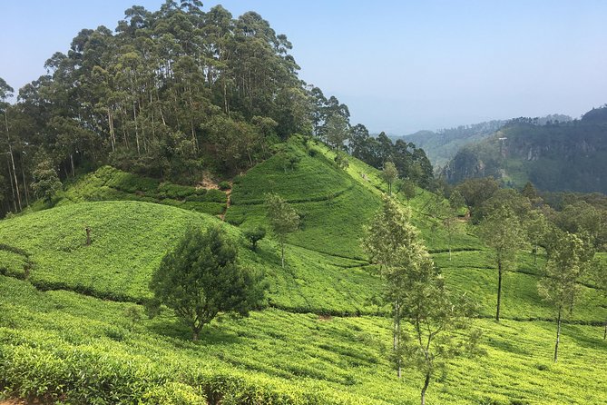Sri Lanka Tour in 8 Days - Day 4: Scenic Drives and Tea Estates in Nuwara Eliya