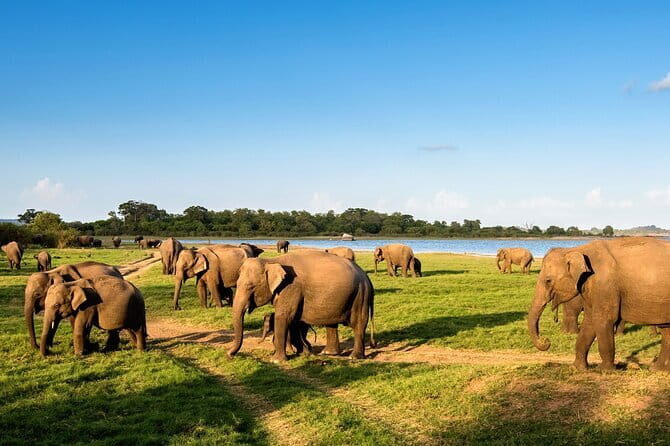 Sri Lanka Tour to 3 days Kandy, Nuwara Eliya & Sigiriya from Colombo - Final Thoughts