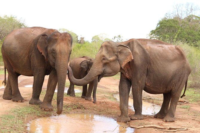 Sri lanka Wildlife Tour - Introduction: Who This Tour Is For