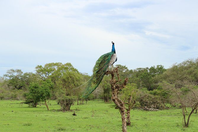 Sri lanka Wildlife Tour - What Reviewers Are Saying