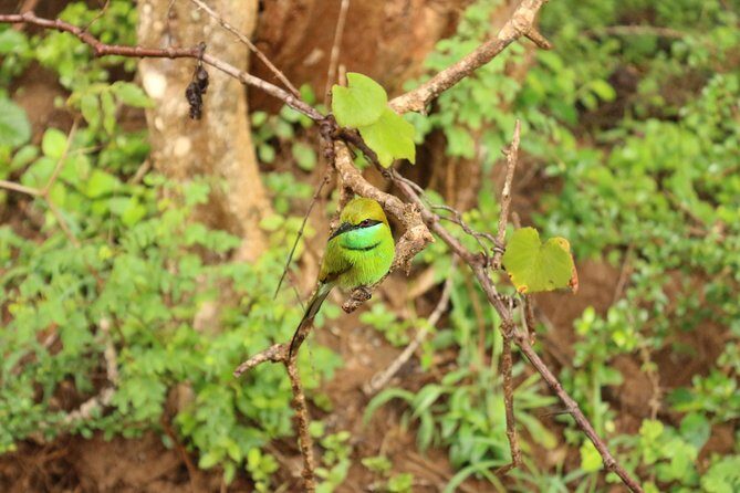 Sri lanka Wildlife Tour - The Sum Up: Who Should Consider This Tour?