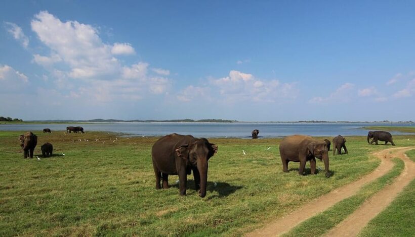 Sri Lanka: Wildlife Wonders Of Sri Lanka Private 5-day Tour - Frequently Asked Questions