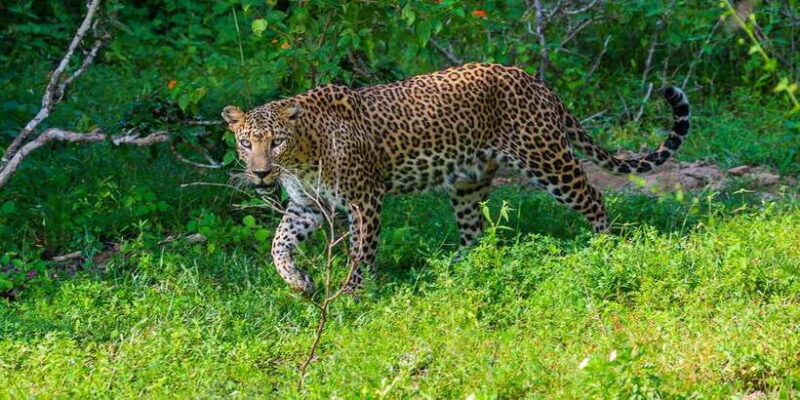 Sri Lanka: Wildlife Wonders Of Sri Lanka Private 5-day Tour - The Sum Up