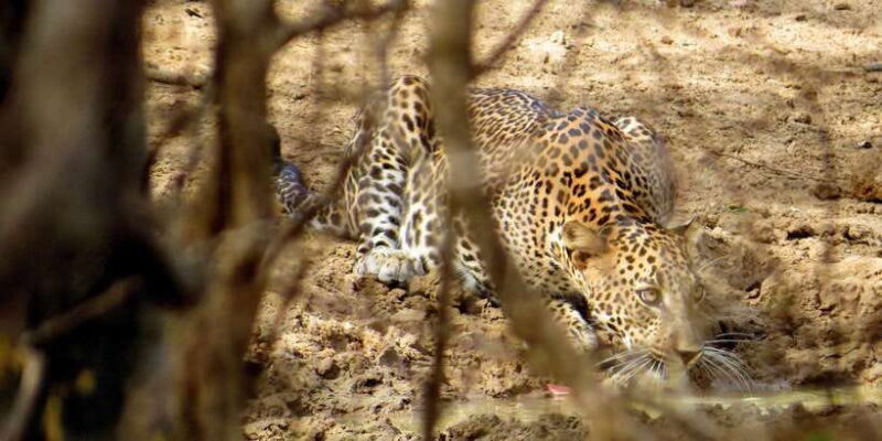 Sri Lanka: Yala National Park Private Safari - Exploring the Yala National Park Private Safari: An Authentic Wildlife Encounter
