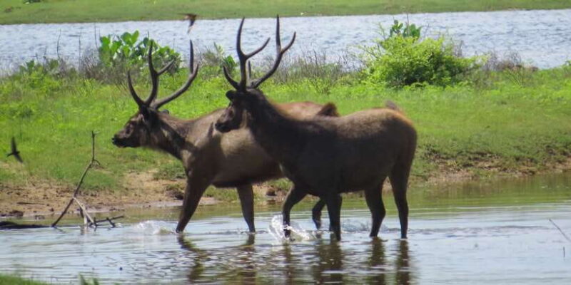 Sri Lanka: Yala National Park Private Safari - The Itinerary in Detail