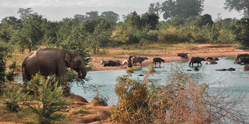 Sri Lanka: Yala National Park Private Safari - The Practical Aspects: Cost, Inclusions, and What to Bring