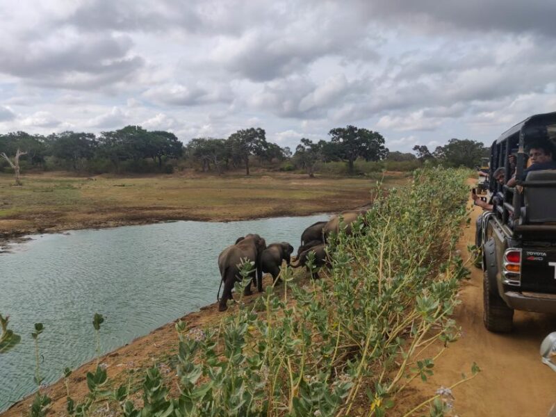 Sri Lanka: Yala National Park Private Safari - Who Will Love This Safari?
