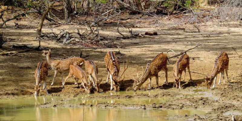 Sri Lanka: Yala National Park Private Safari - Who Might Consider Other Options?