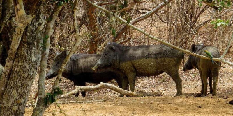 Sri Lanka: Yala National Park Private Safari - Final Thoughts: Is It Worth It?