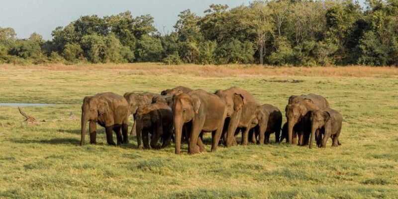 Sri Lanka: Yala National Park Private Safari - Frequently Asked Questions