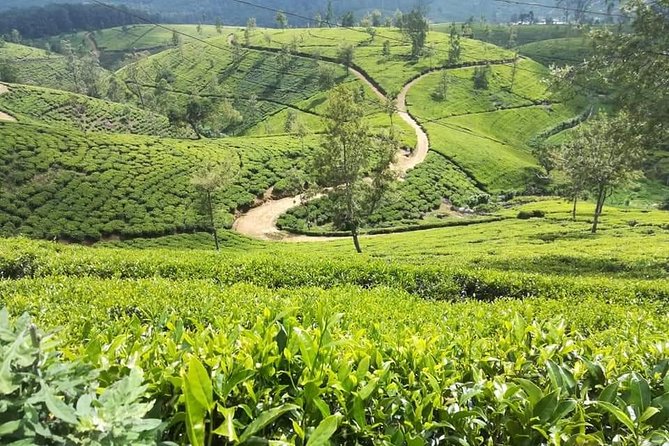 Sri Lankan Tourist Driver with great local )knowledge all over the country! - Why Choose This Tour?