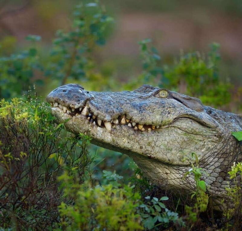 Srilanka : 4-Day Tour with Accommodation and Transport - Transportation and Comfort