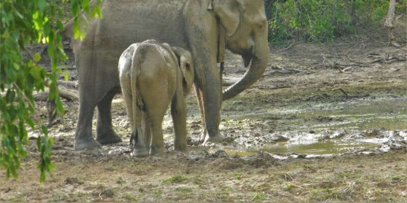 Srilanka - Discover your amazing time with expert guide - Pricing & Value