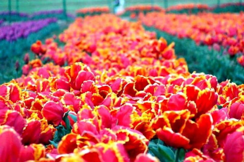 SRINAGAR THE TREASURE OF GARDENS - Key Points