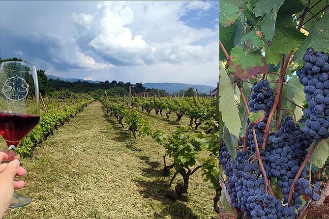 S&S Winery - Wine Tasting Experience in Ohrid - Accessibility and Health Guidelines