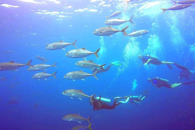 SSI Open Water Diver Course - Meeting and Pickup