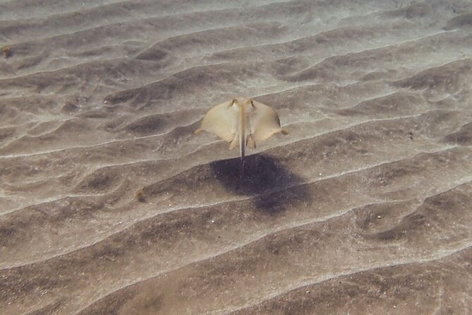 SSI Open Water, South Tenerife - Meeting Point and Schedule