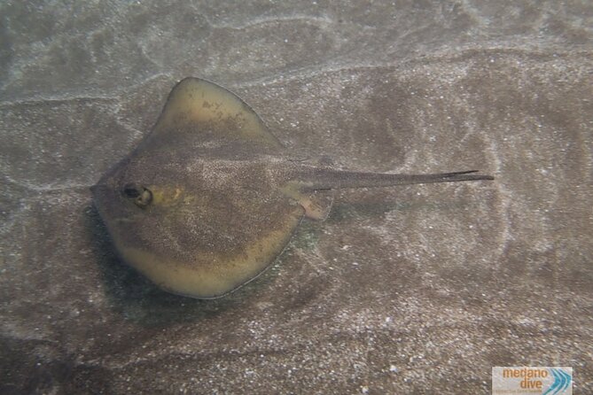 SSI Scuba Diver Course In Médano - What Makes This Course Stand Out?