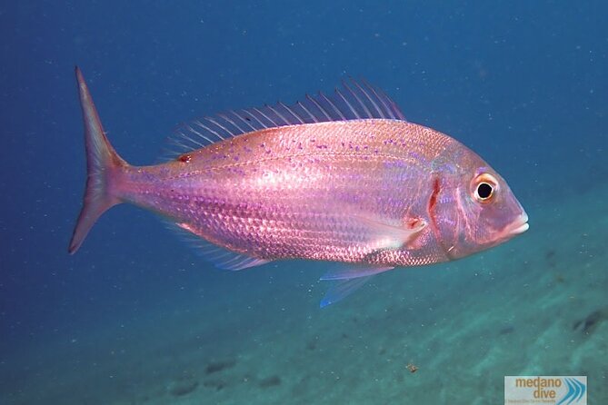 SSI Scuba Diver Course In Médano - The Itinerary in Detail