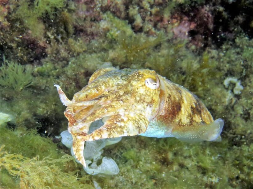 SSI Try Scuba Diving in the sea - Final Thoughts: Is It Worth It?