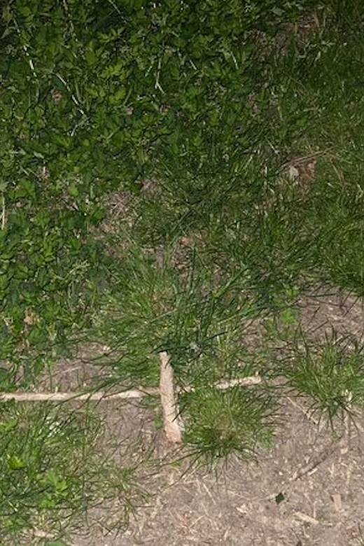 St. Augustine: Devil's Hour Paranormal Investigation Tour - Key Points