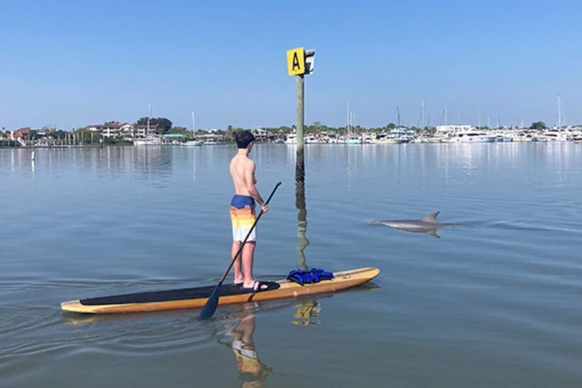 St. Augustine: Dolphin and Manatee Paddle or Kayak Tour - Who Will Love This Tour?