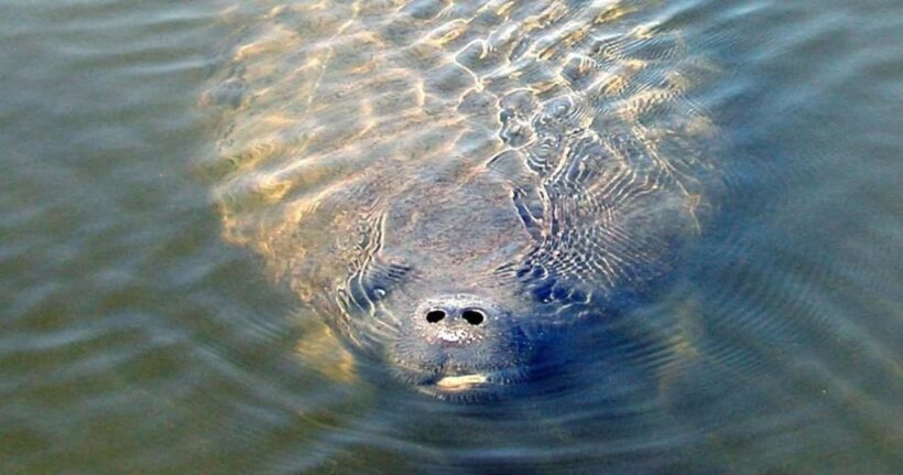 St. Augustine: Dolphin and Wildlife Historical Boat Tour - Key Points