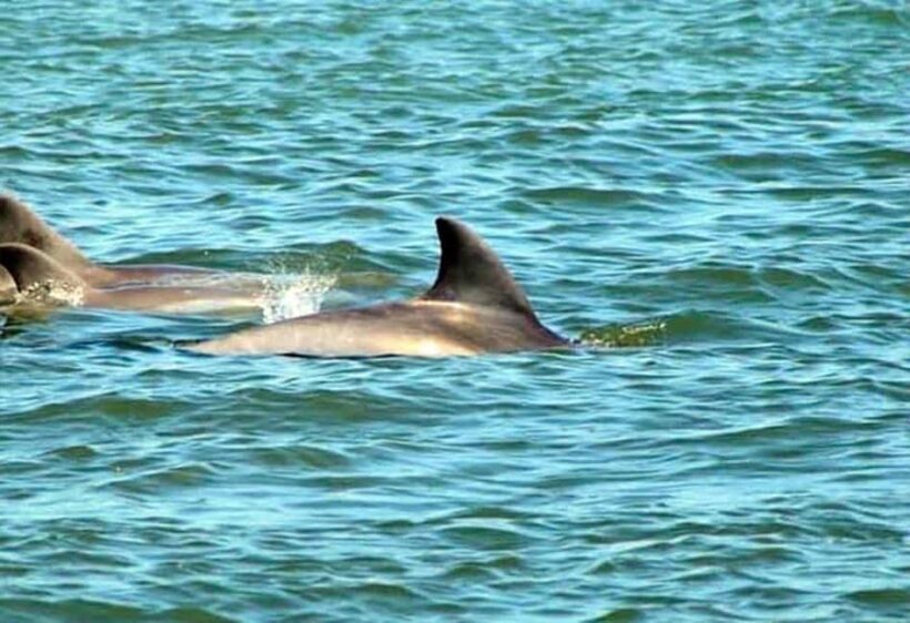 St. Augustine: Dolphin and Wildlife Historical Boat Tour - An In-Depth Look at the Experience