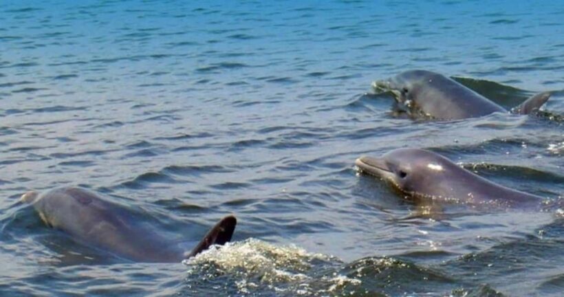 St. Augustine: Dolphin and Wildlife Historical Boat Tour - Who Should Book This Tour?