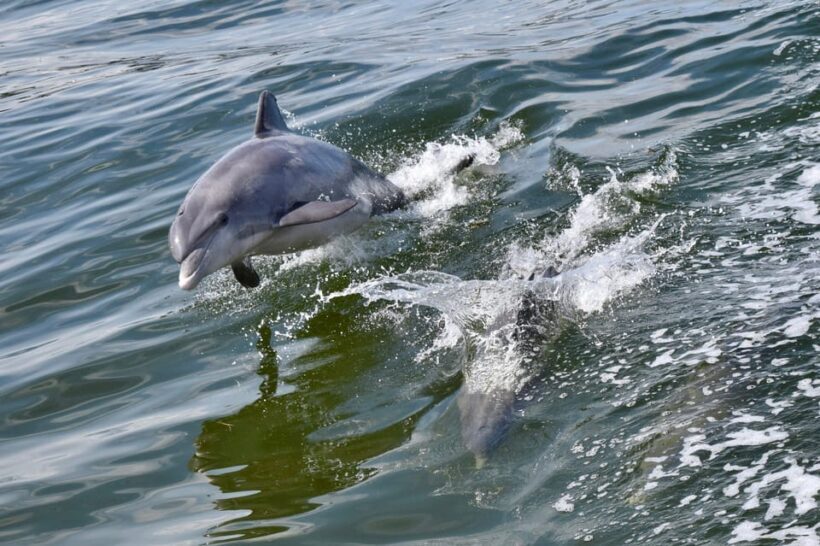 St. Augustine: Dolphin Watching Harbor Tour with Drinks - A Detailed Look at the Experience