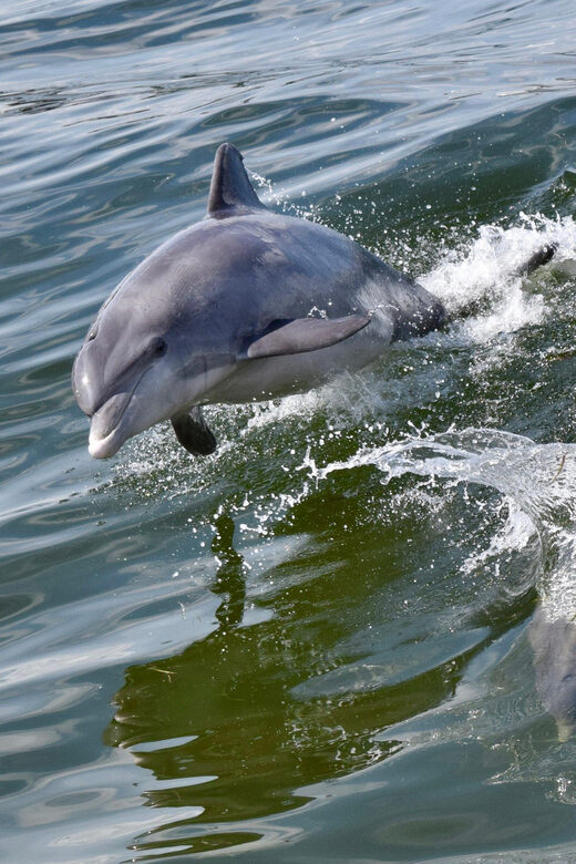 St. Augustine: Dolphin Watching Harbor Tour with Drinks - Who Should Consider This Tour?