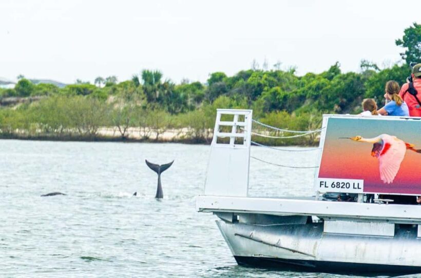 St. Augustine: Expert-Led Dolphin & Wildlife Eco Adventure - A Deep Dive into the Experience