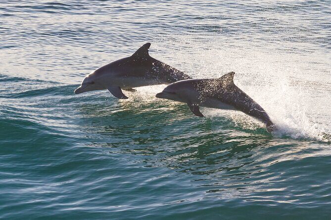 St. Augustine Wildlife Adventure: Boat Cruise & Kayak Eco Tour - Discover the St. Augustine Wildlife Adventure: Boat Cruise & Kayak Eco Tour