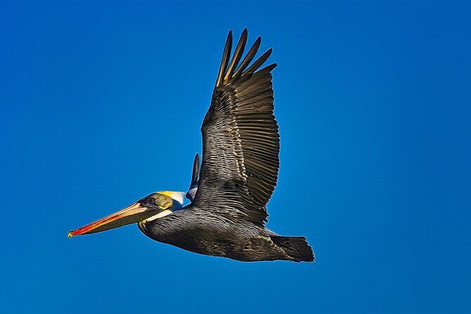 St. Augustine Wildlife Adventure: Boat Cruise & Kayak Eco Tour - Who Will Love This Tour?