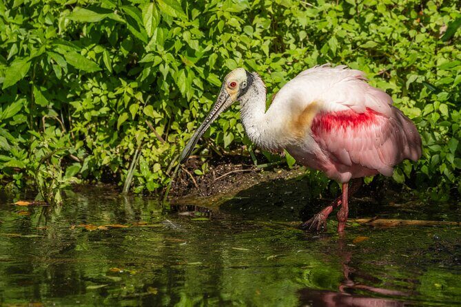St. Augustine Wildlife Adventure: Boat Cruise & Kayak Eco Tour - FAQ