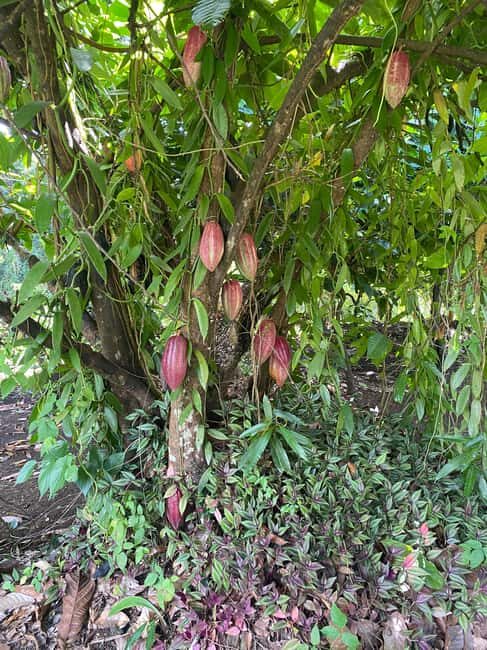 St. George's: Half-day spice and waterfall tour - Pricing and Value