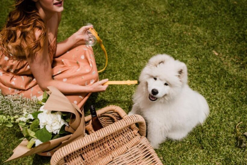 St Hallett: Picnic Boards - The Experience Itself: What You Can Expect